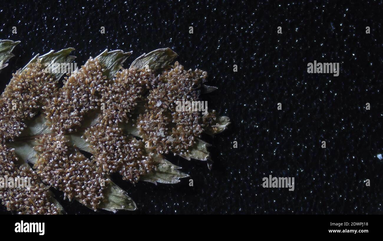 Fern Test High Resolution Stock Photography and Images - Alamy