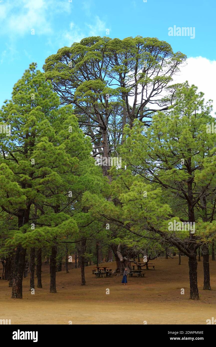 Pinus canariensis leaves hi-res stock photography and images - Alamy