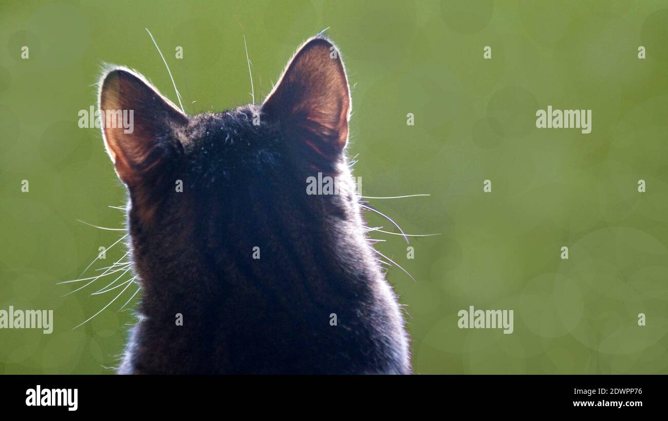 Back cat hi-res stock photography and images - Alamy