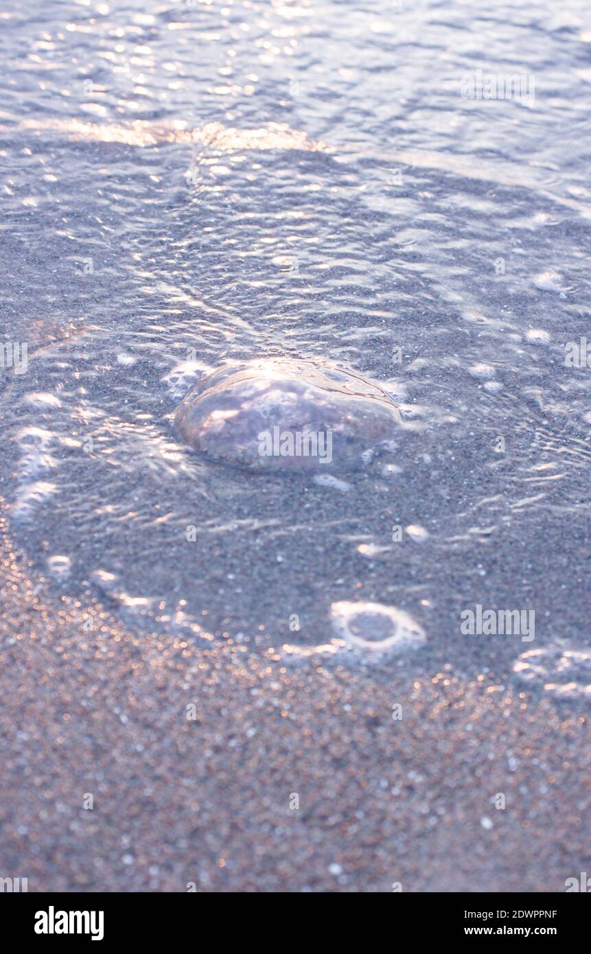 Jellyfish on land hi-res stock photography and images - Alamy