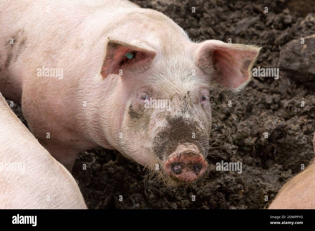Pigs running free hi-res stock photography and images - Alamy