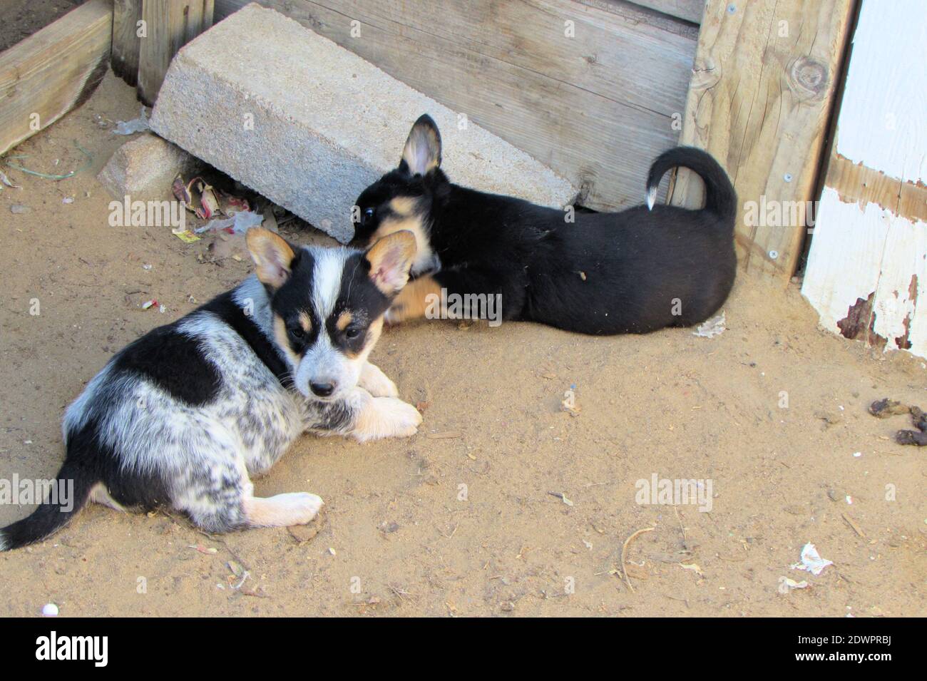 What Is A Cowboy Corgi Dog