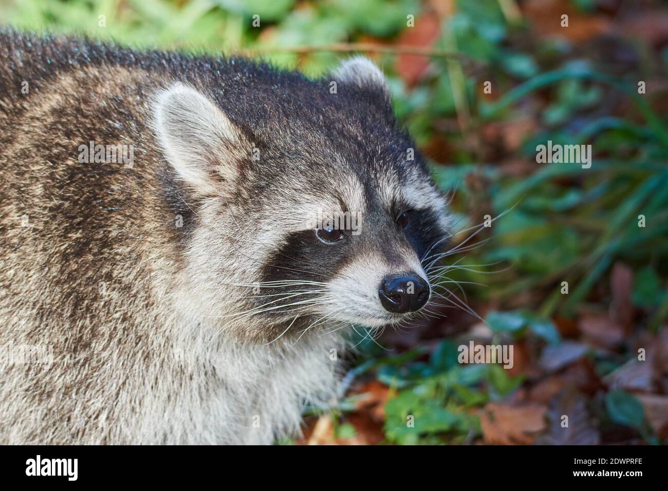 Portrait cute fat raccoon hi-res stock photography and images - Alamy