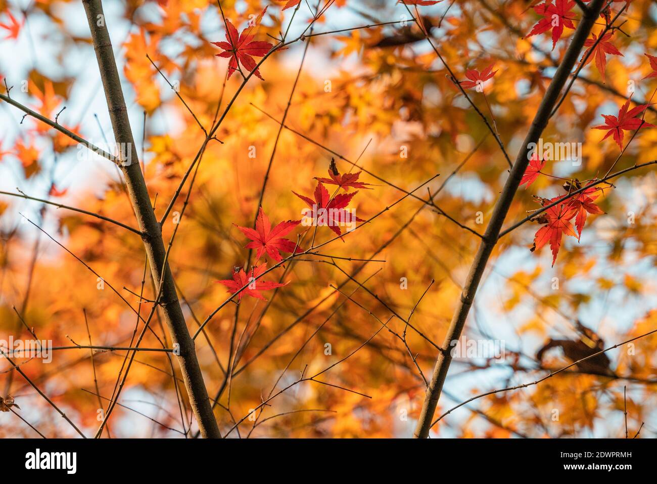 Calendar maple leaf icon hi-res stock photography and images - Alamy