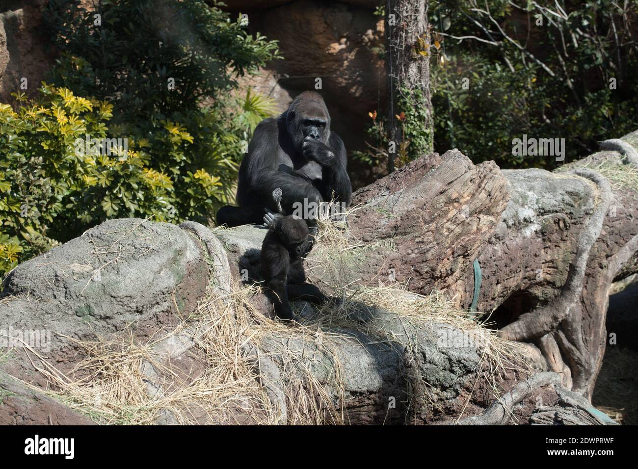 Sculpture gorilla ape hi-res stock photography and images - Alamy