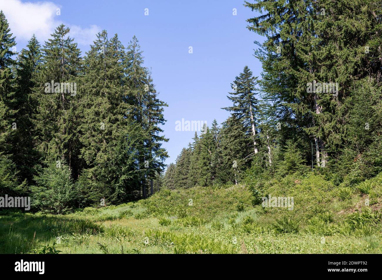 Wald pflanzenwelt hi-res stock photography and images - Alamy