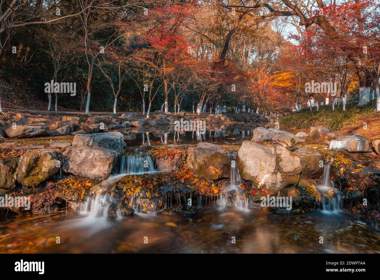 A creek and waterfalls with red and yellow maple trees during autumn ...