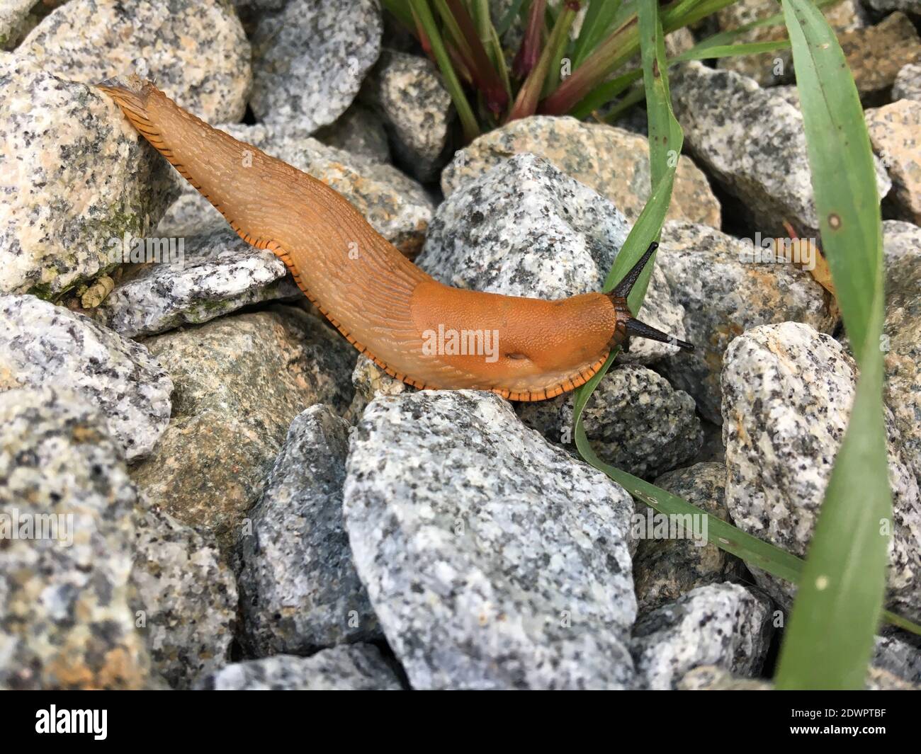 Vibrant slug hi-res stock photography and images - Alamy