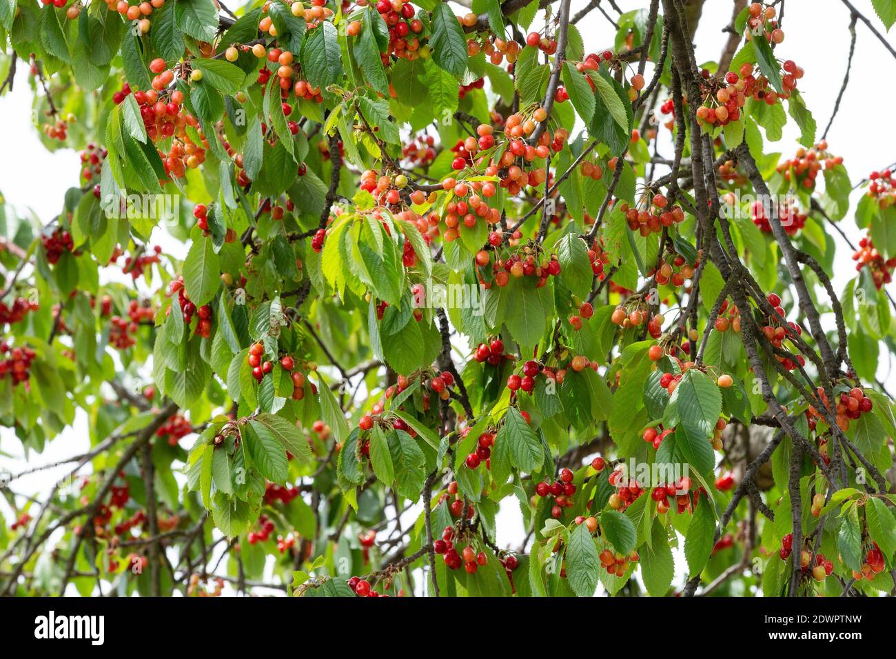 Kirschenbaume hi-res stock photography and images - Alamy