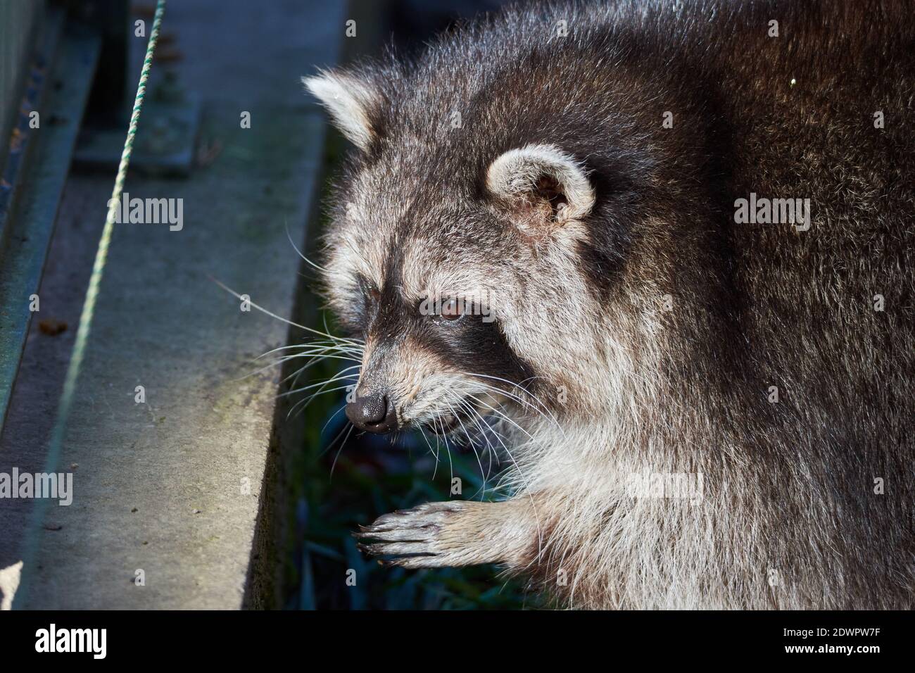 Fat raccoon hi-res stock photography and images - Alamy
