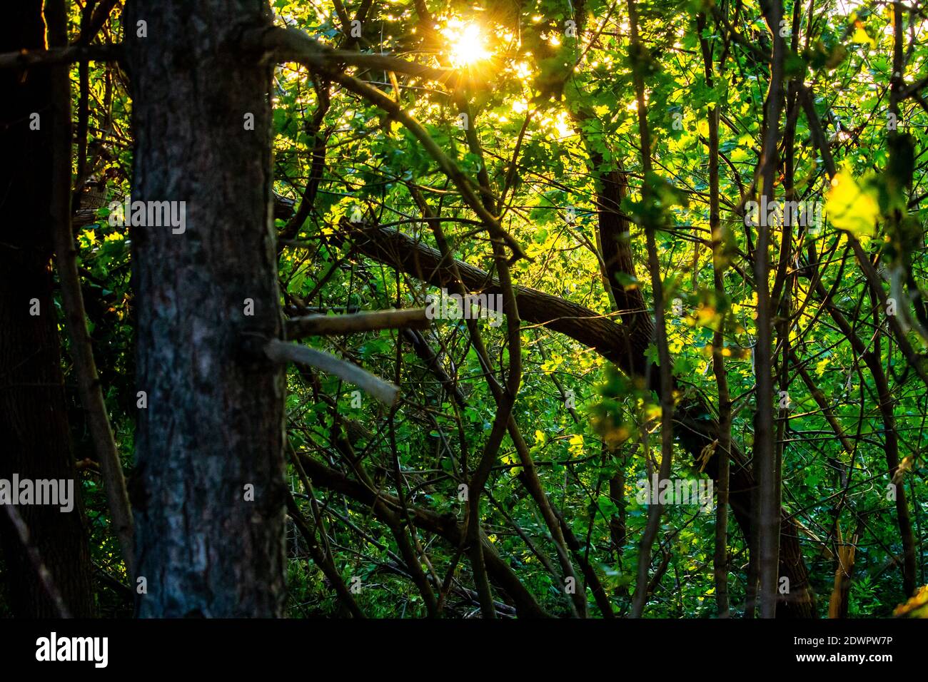 Sun through the trees Stock Photo - Alamy