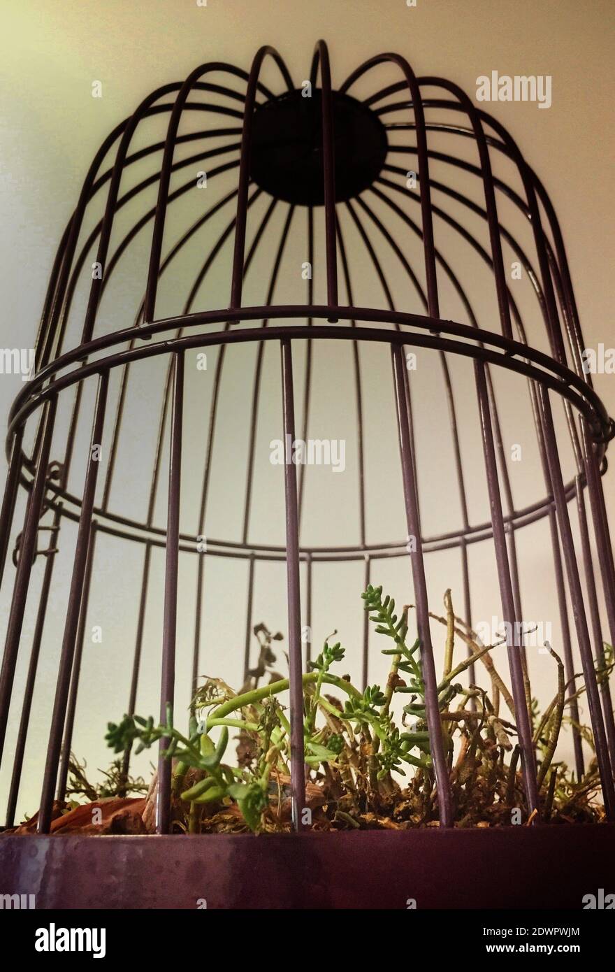 Glass bird cage hi-res stock photography and images - Alamy