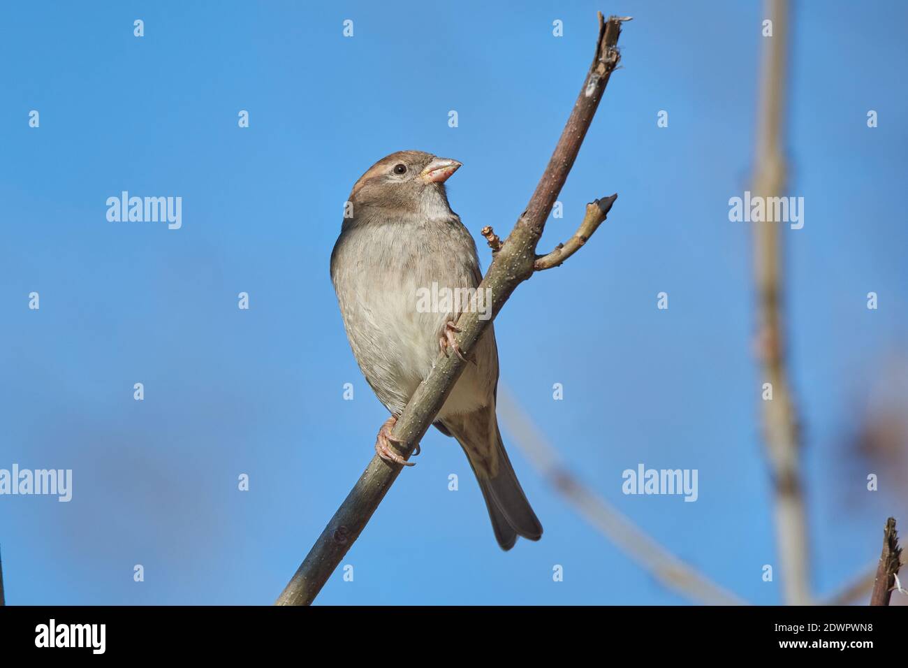 Songbird photos hi-res stock photography and images - Alamy