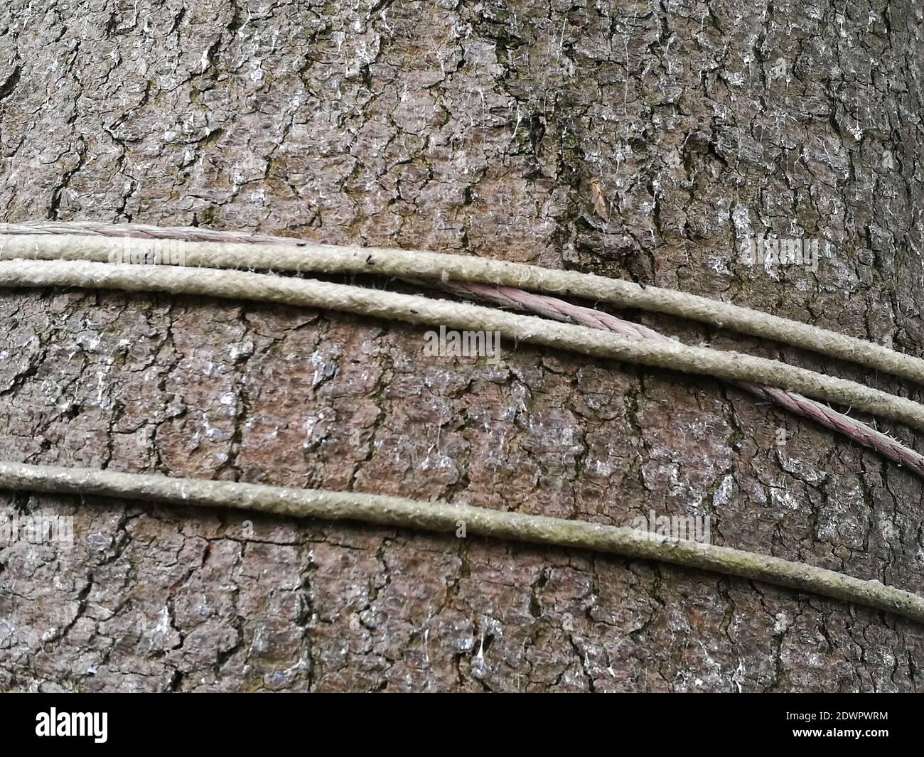 Rope around trunk hi-res stock photography and images - Alamy