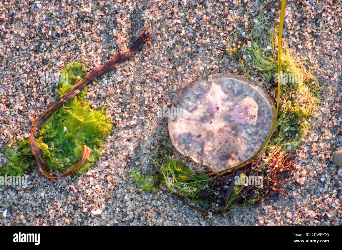 Jellyfish on land hi-res stock photography and images - Alamy