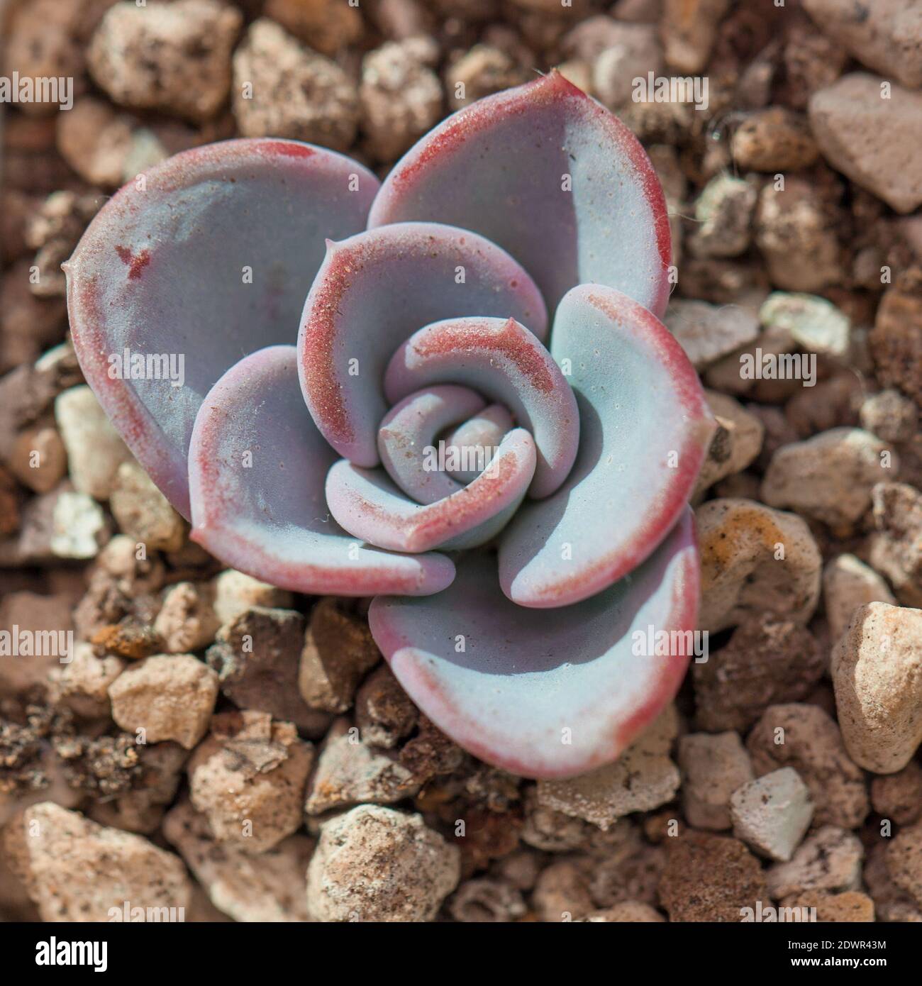 Orpet hi-res stock photography and images - Alamy