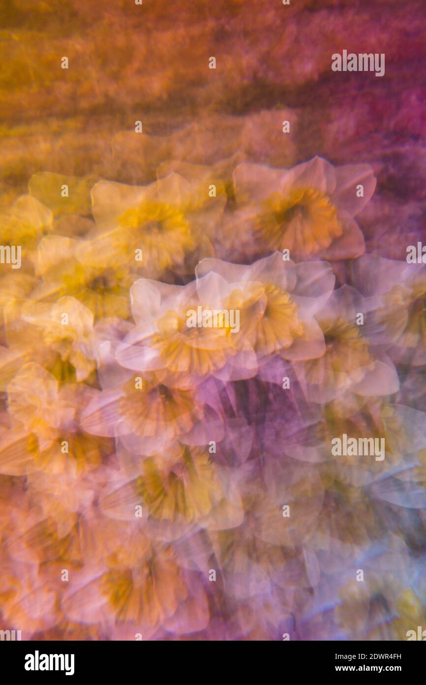 A vertical abstract wallpaper of transparent flowers with purple and ...