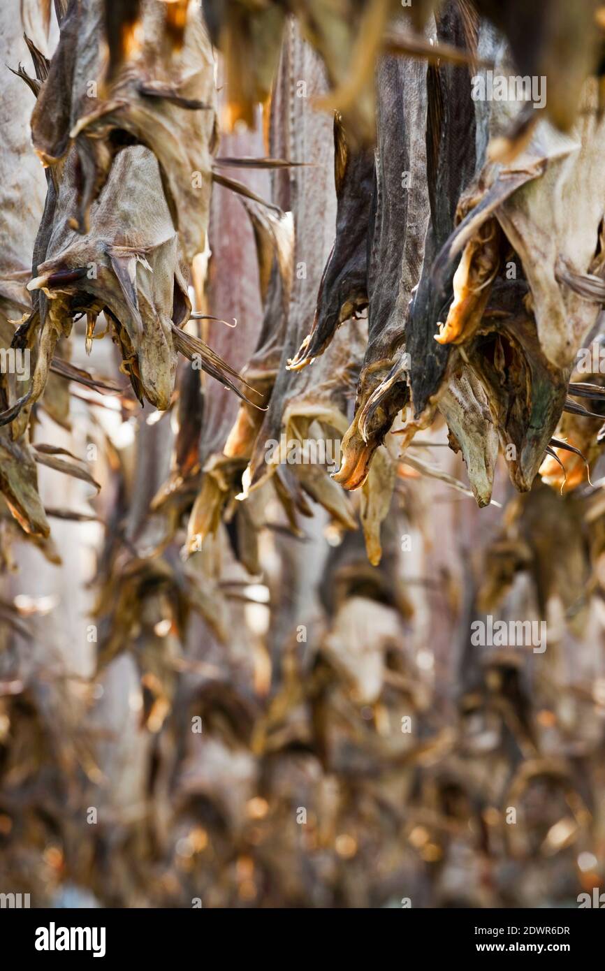 Rack focus on animal hi-res stock photography and images - Alamy