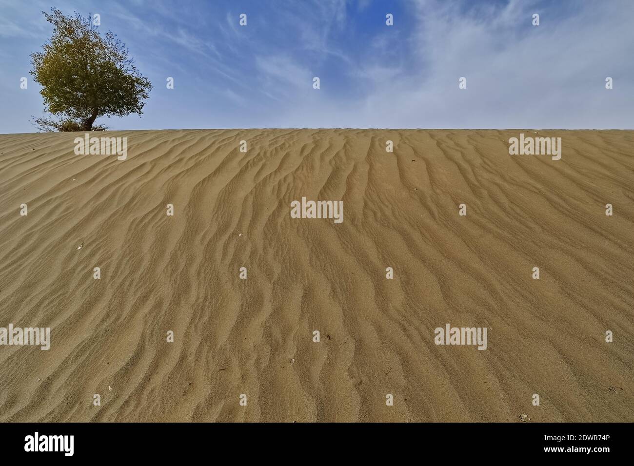 Populus Euphratica High Resolution Stock Photography and Images - Alamy