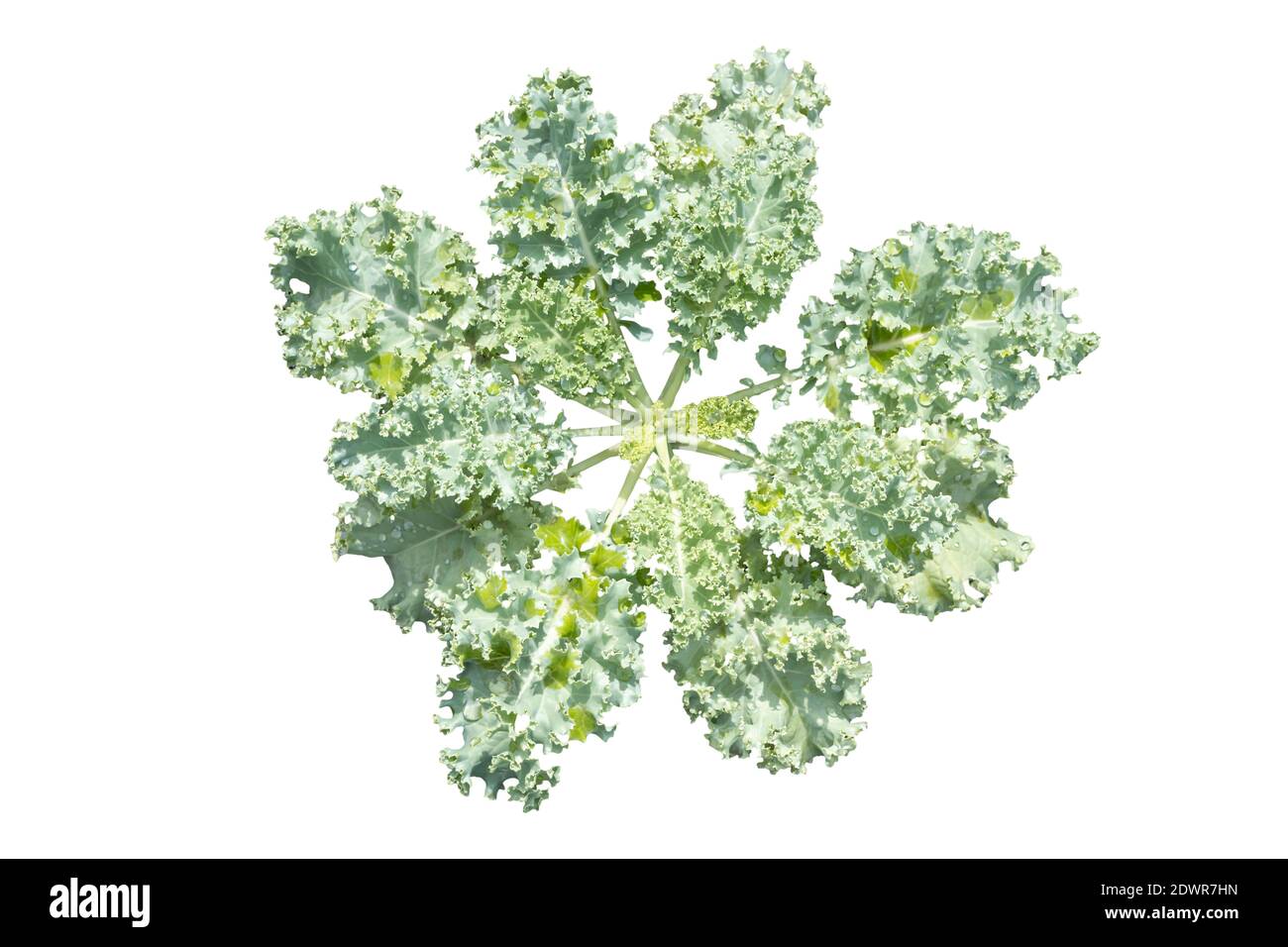 Isolated Top view picture of Curl leaf kale or Brassica oleracea grown ...