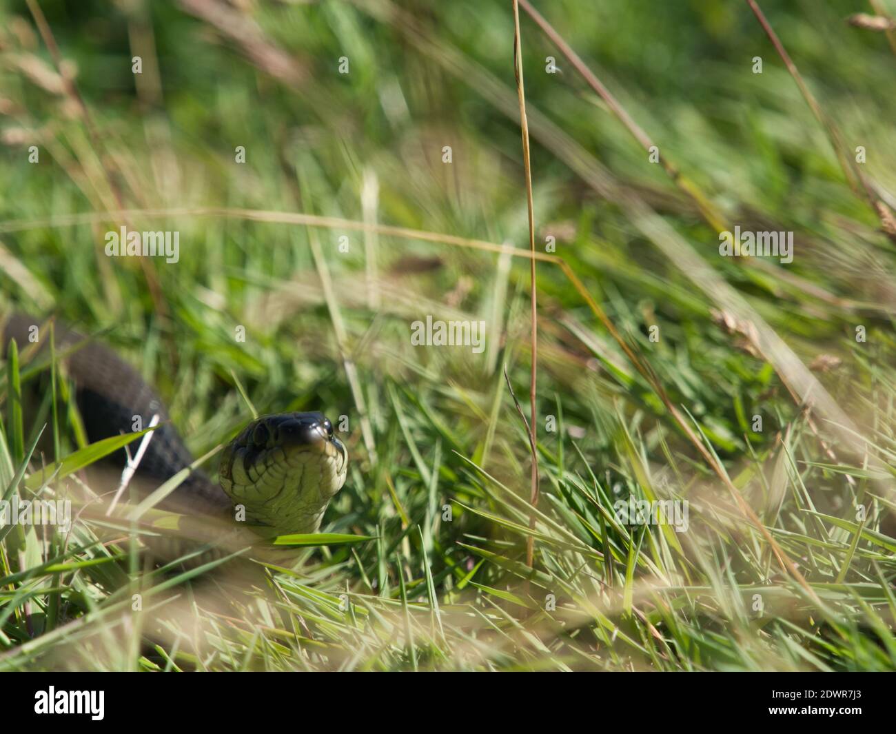 Closeup of a snake in a nature park in Denmark Stock Photo - Alamy