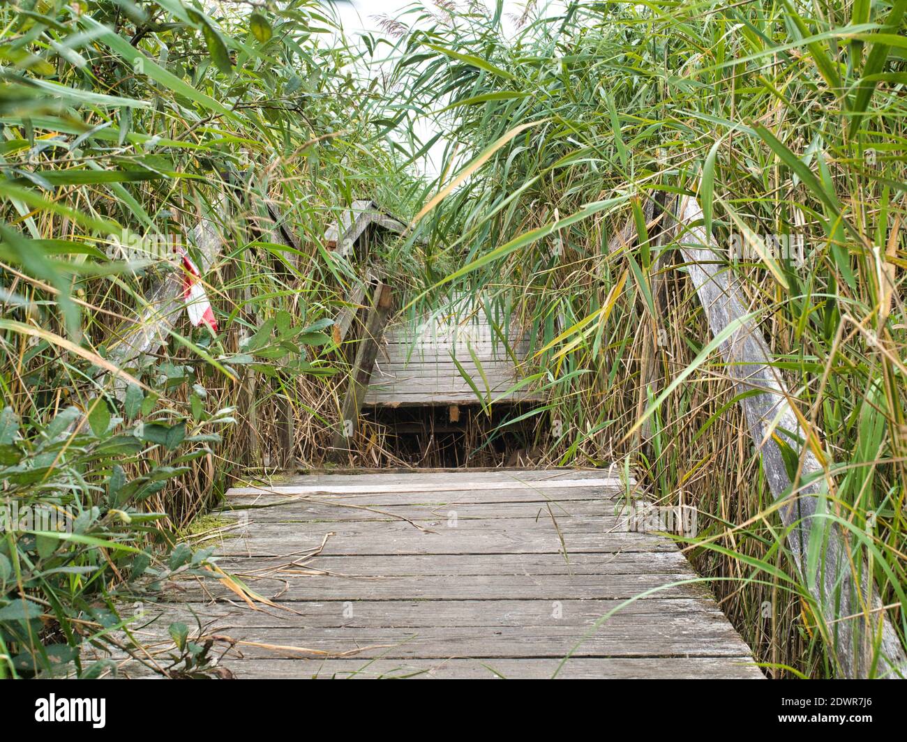 Broken wooden pathway in a nature park in Denmark Stock Photo - Alamy