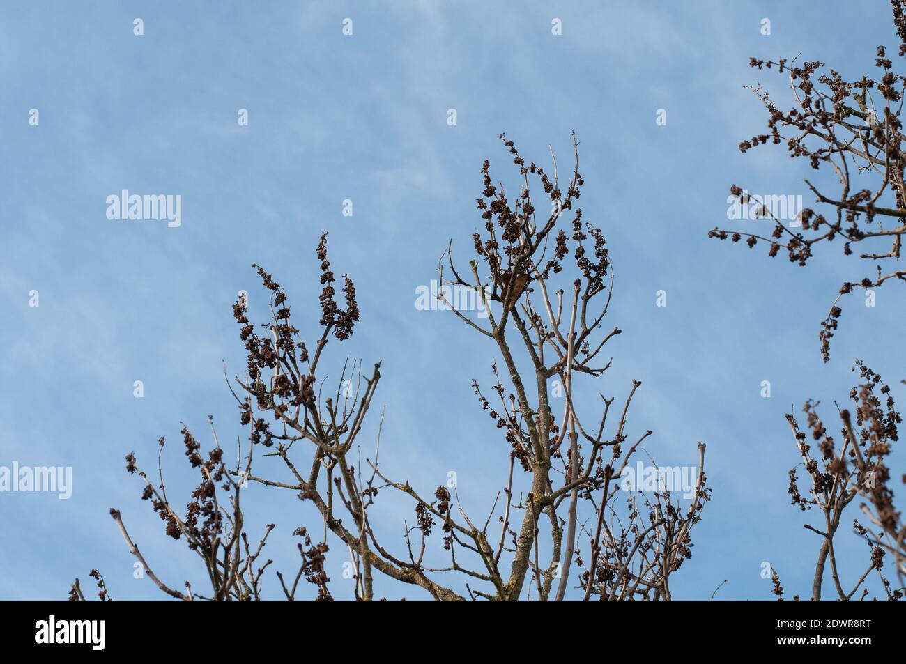 Withered lilac flower hi-res stock photography and images - Alamy
