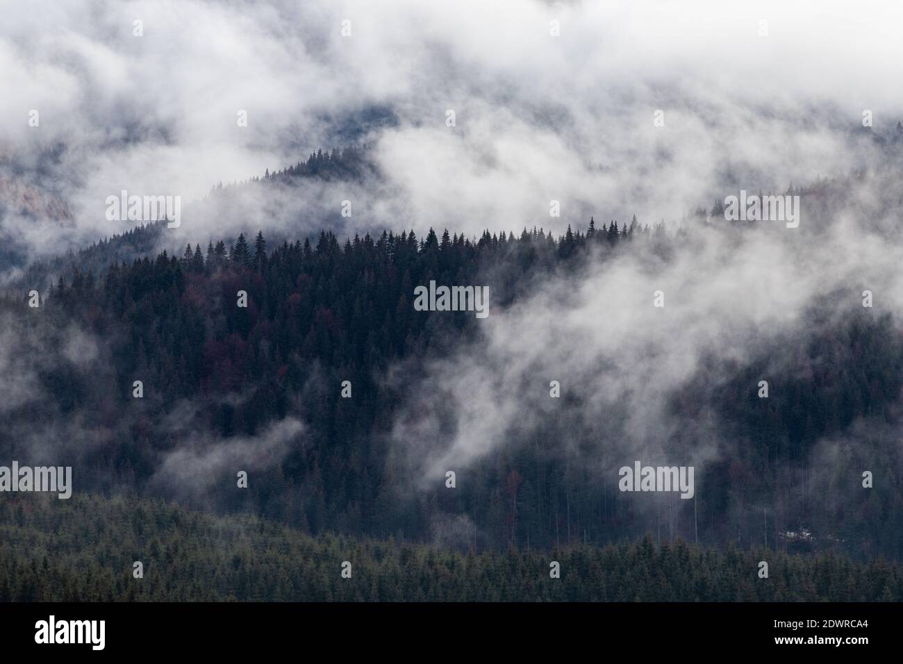 dramatic nature background forest in fog Stock Photo - Alamy