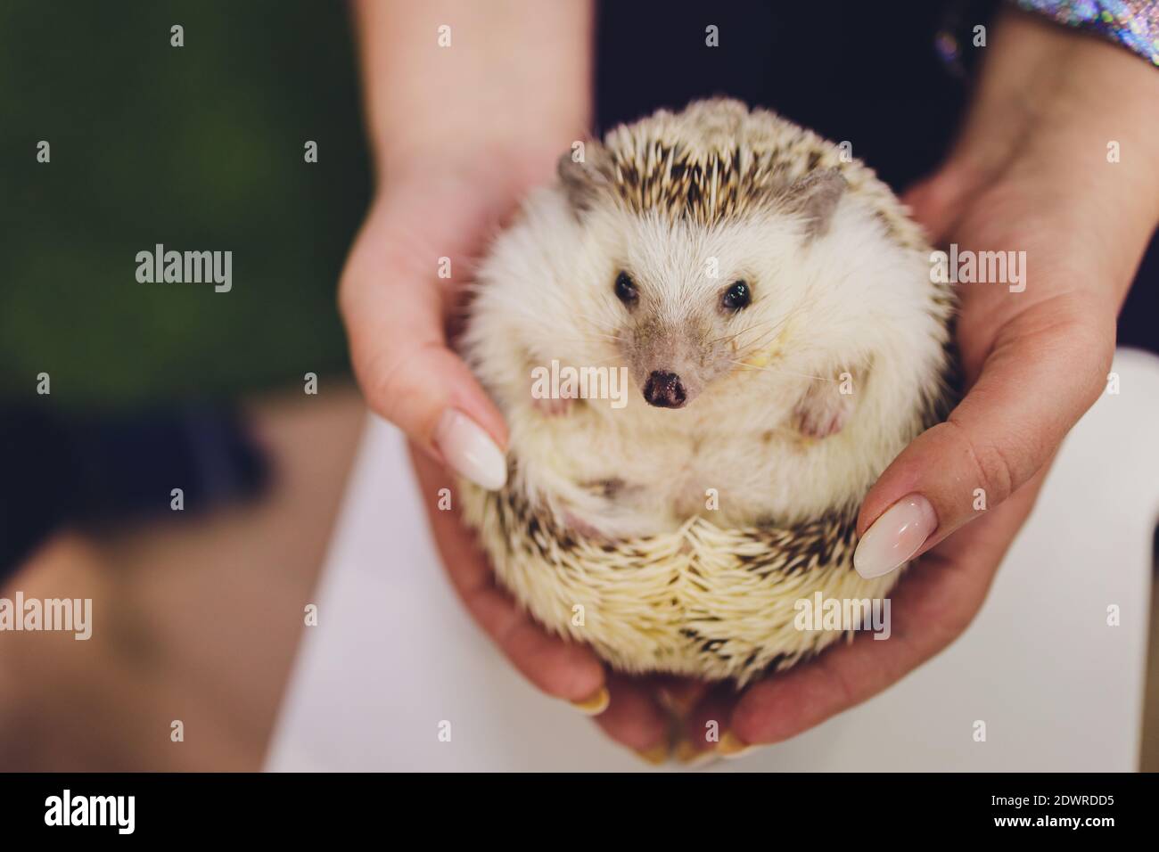 A lovely young african pygmy hedgehog looking camera on owner hand ...