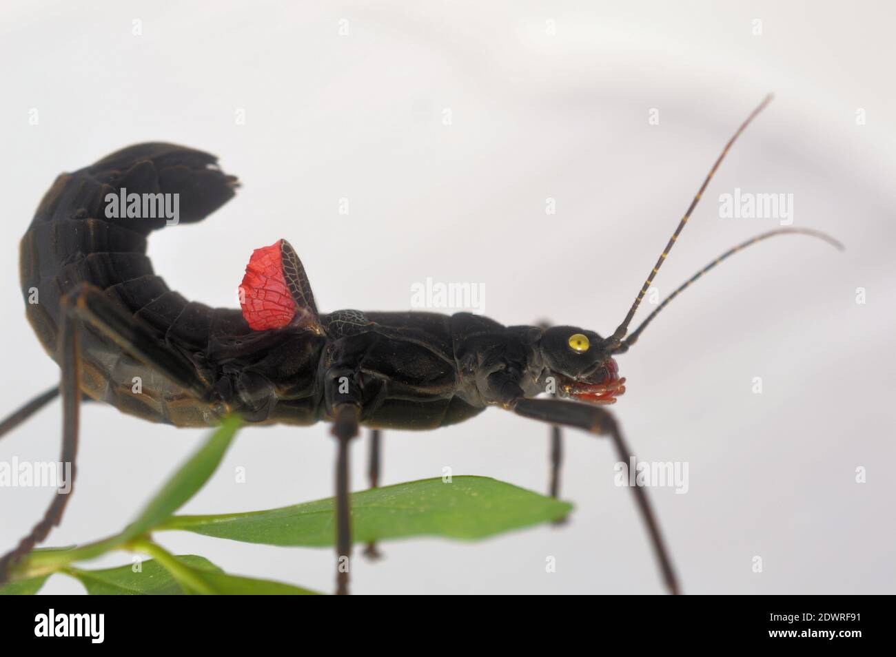 Peruvian stick insect hi-res stock photography and images - Alamy