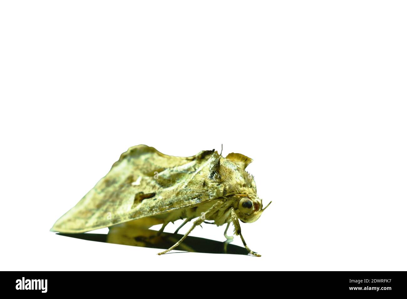 Moth metamorphosis Cut Out Stock Images & Pictures - Alamy