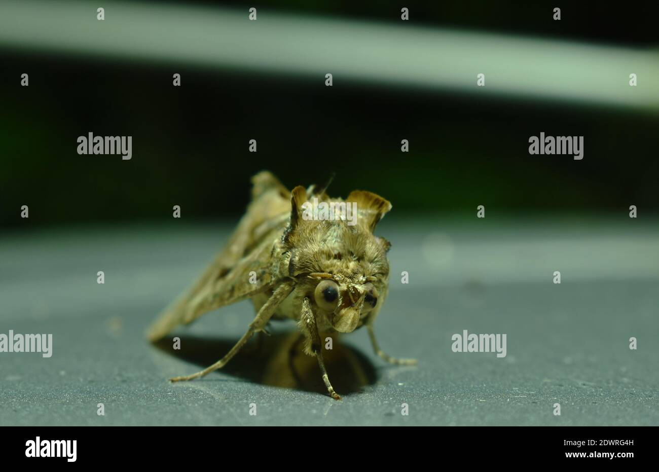 Moth in shadow hi-res stock photography and images - Alamy