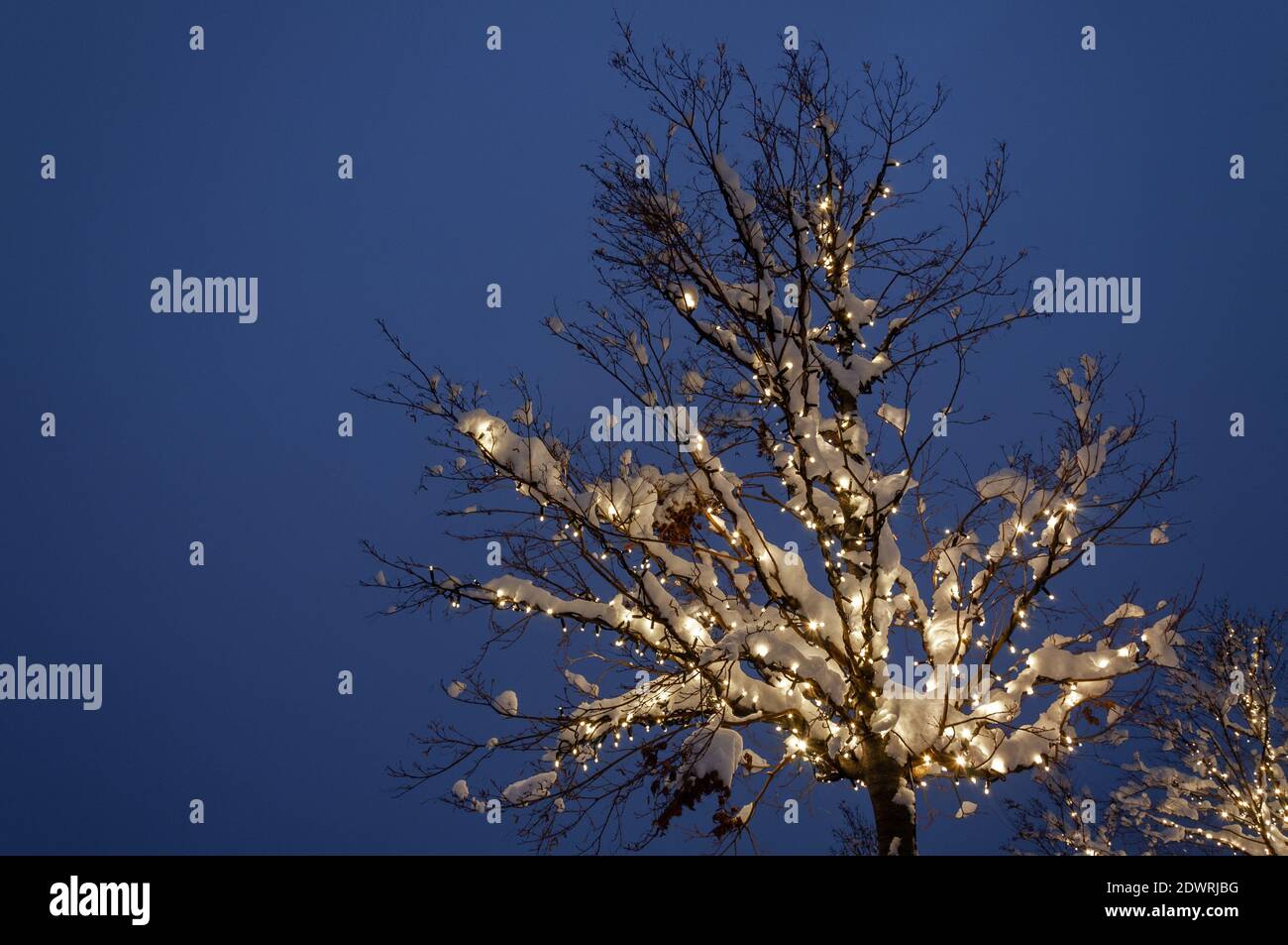 a large amount white led fairy lights wrapped around a tree Stock Photo ...