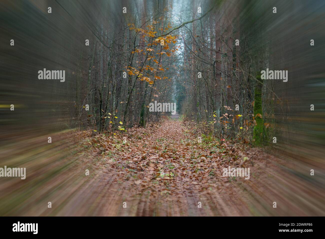 Perspective of wet footpath in the forest. Woodland trail on a cloudy ...