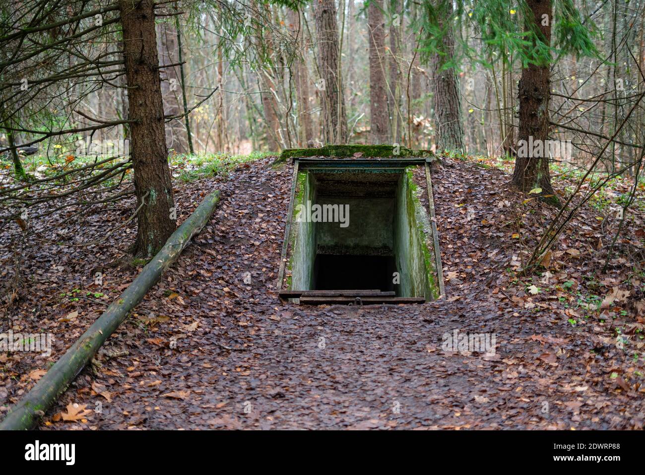 Entrance to underground military bunker in the forest. Former concrete ...