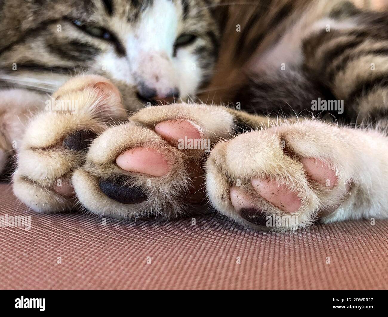 Tabby cat jumping hi-res stock photography and images - Alamy