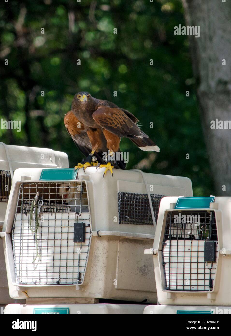 Harris hawk perching hi-res stock photography and images - Alamy