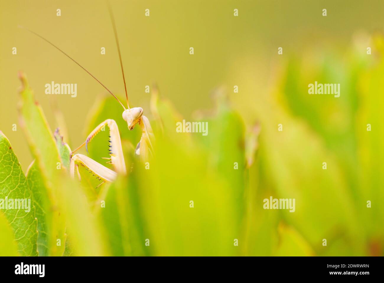 Mantis hiding flower hi-res stock photography and images - Alamy