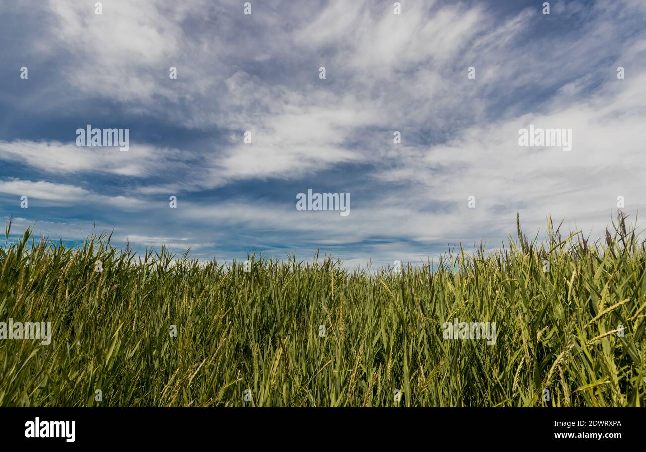 Pagham Harbour nature reserve, Chichester, West Sussex, UK Stock Photo ...