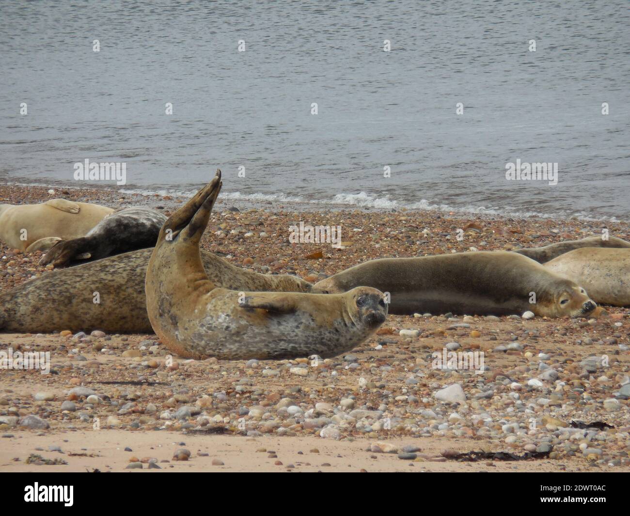 Animals on beach hi-res stock photography and images - Alamy