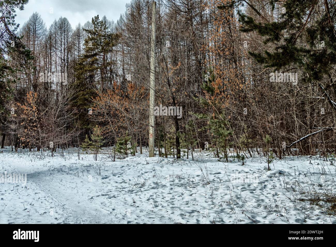 Winter landscape, trees grow in the forest. The photo was taken in the ...