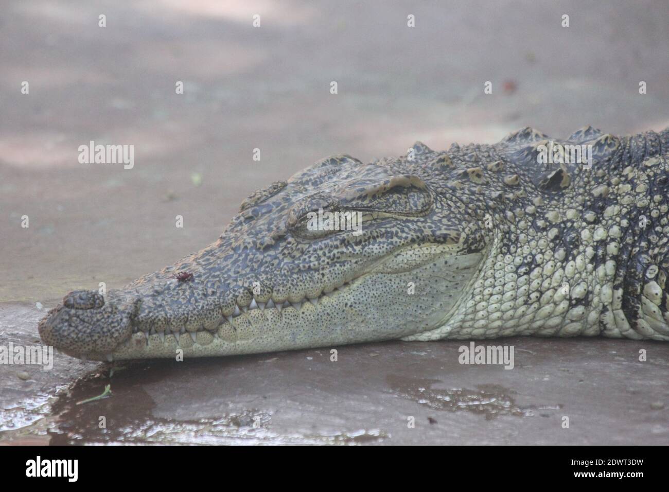 Alligator animal profile view hi-res stock photography and images - Alamy