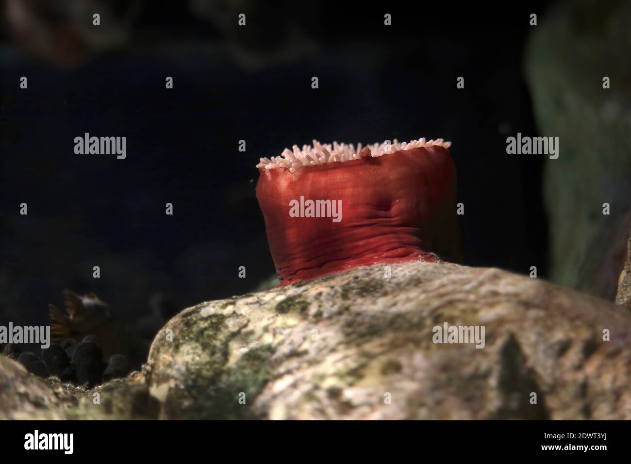 Red anemone tentacles underwater closeup hi-res stock photography and ...