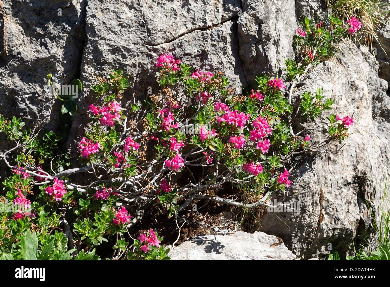 Alpenrose, Almrausch, Rhododendron Stock Photo - Alamy