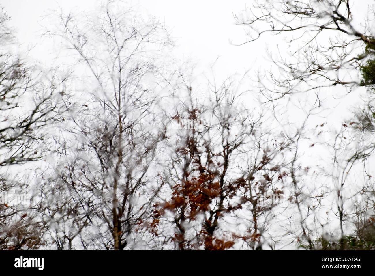 Tree branches in winter with autumn leaves view outside on stormy windy ...