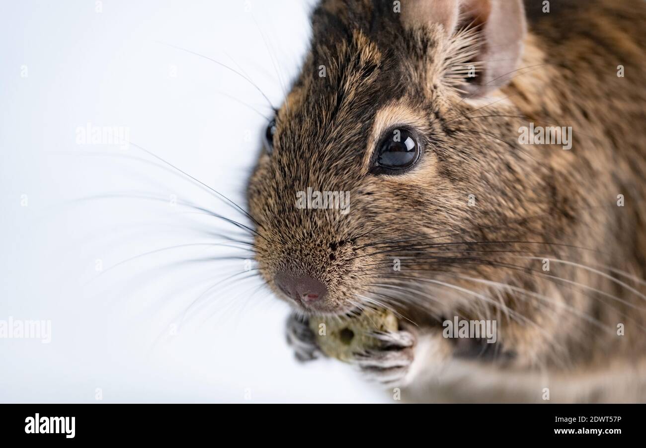 Cute Degus High Resolution Stock Photography and Images - Alamy