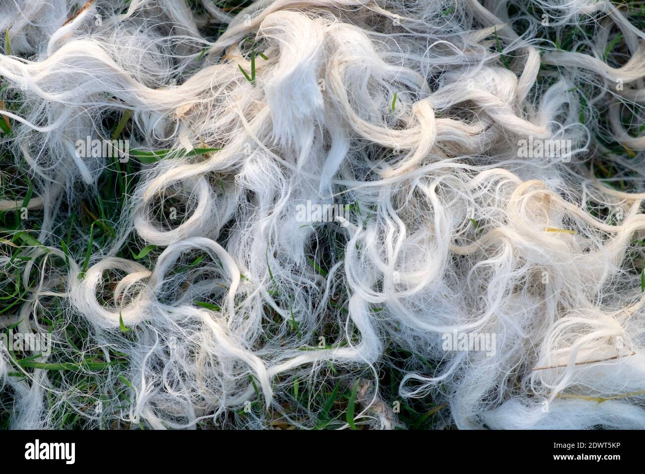 Curly sheep wool hi-res stock photography and images - Alamy