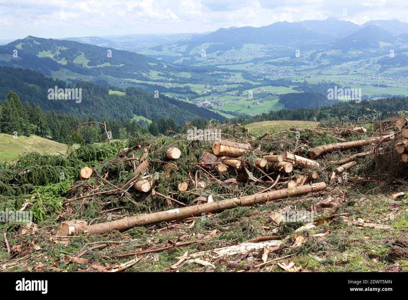 Waldbaum hi-res stock photography and images - Alamy