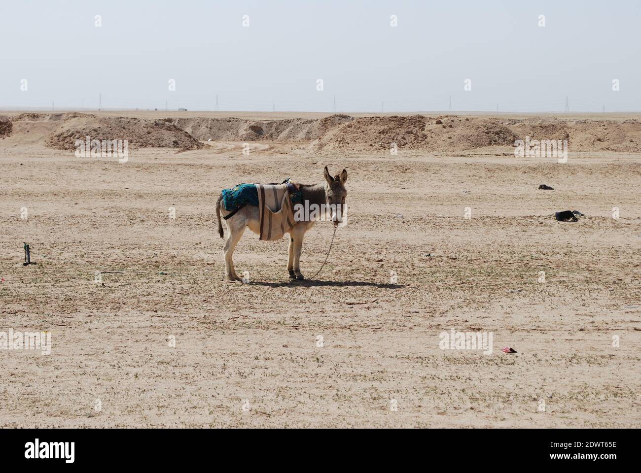 Saudi Arabian Donkey Stock Photo - Alamy
