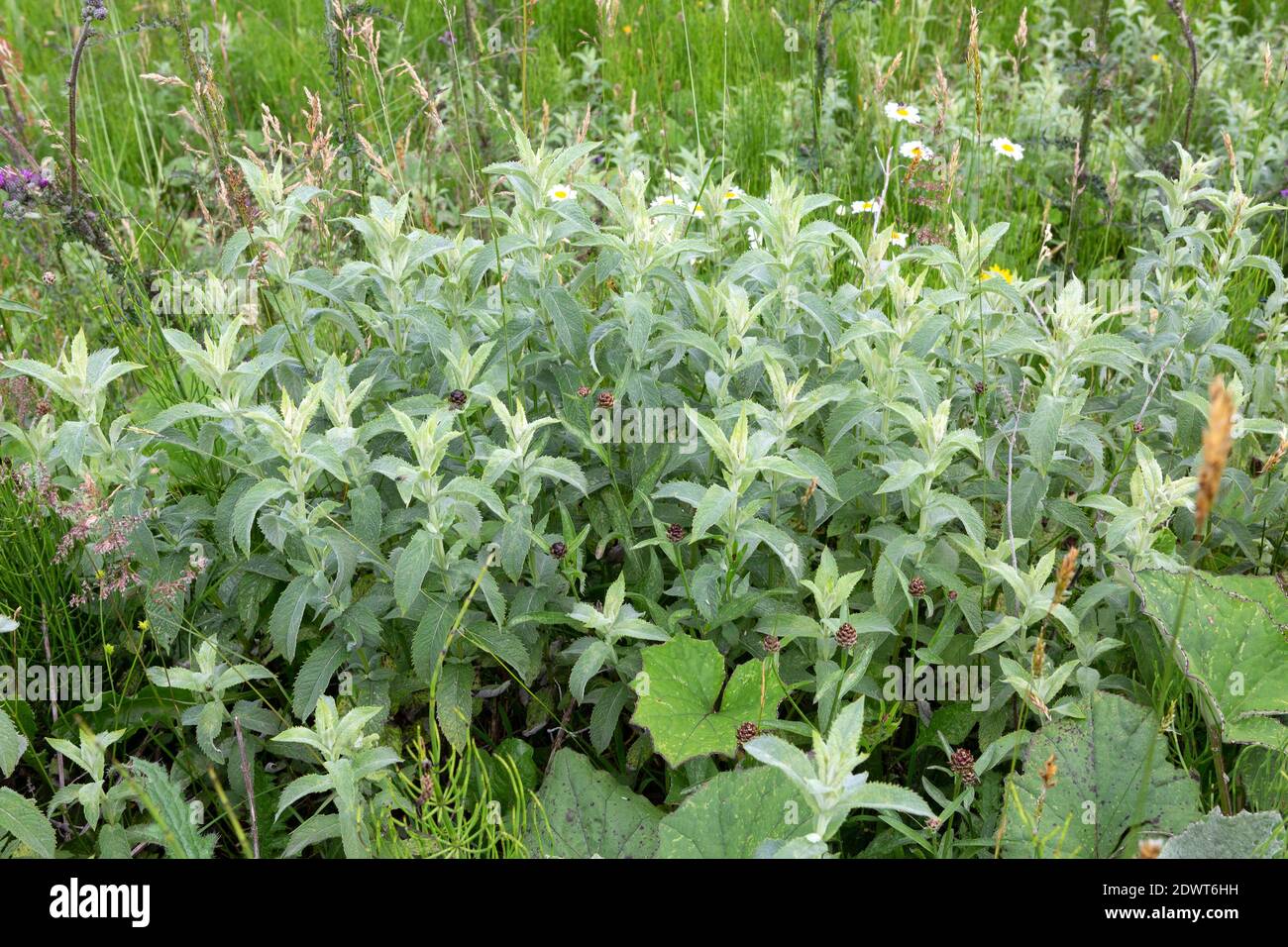 Minze hi-res stock photography and images - Alamy